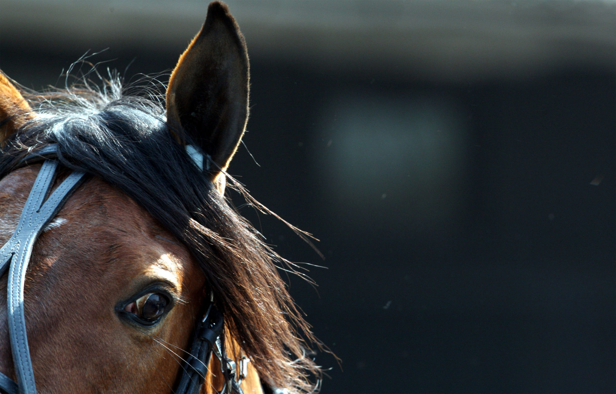 National attelé – UNAT